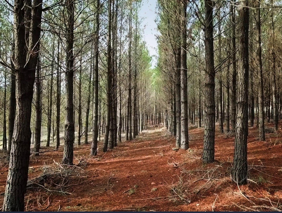 Impact International unveils sustainable forest initiative - ProPack